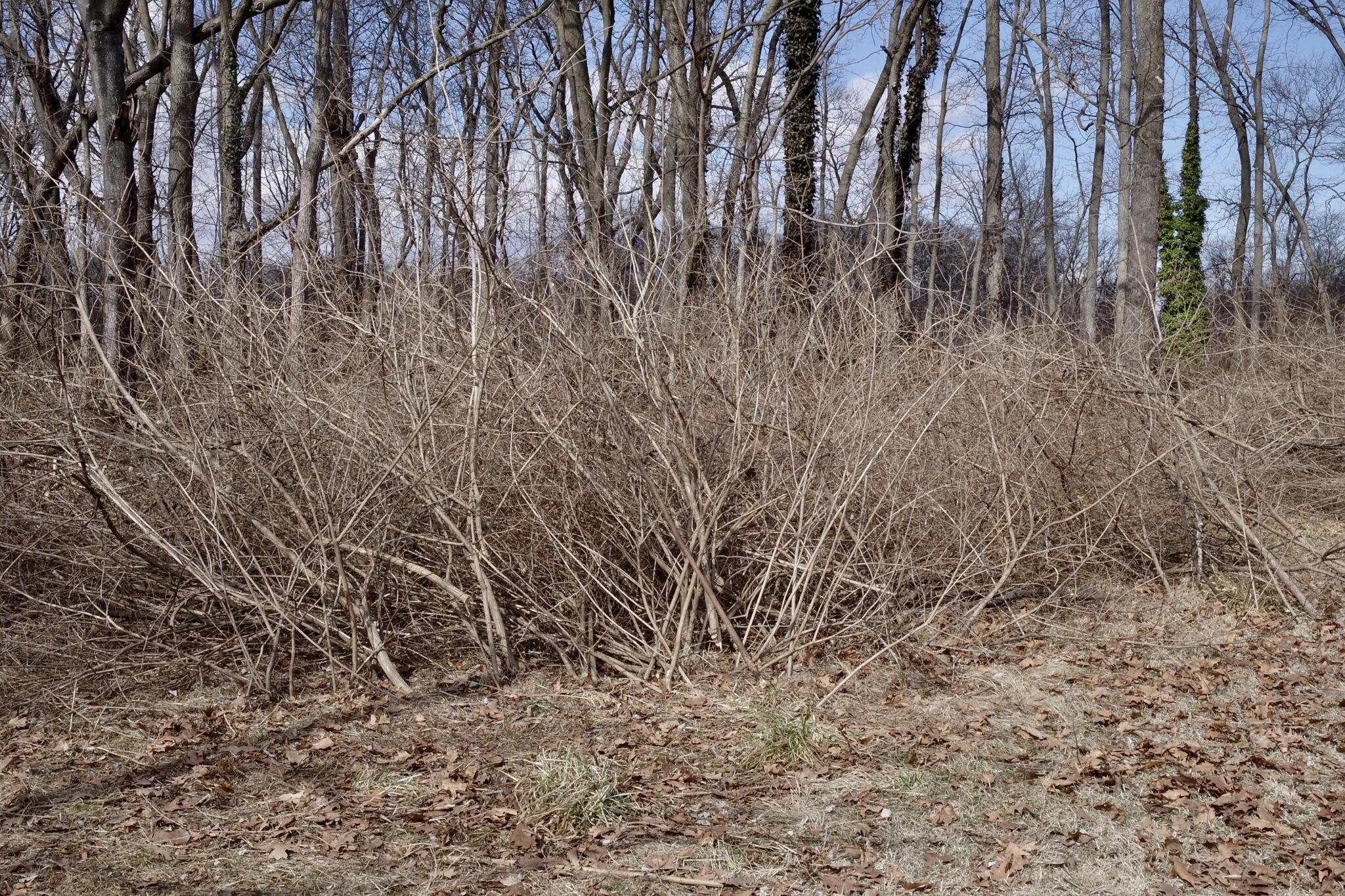 2025 SHAF Spring Work Day Recap - SHAF - Save Historic Antietam